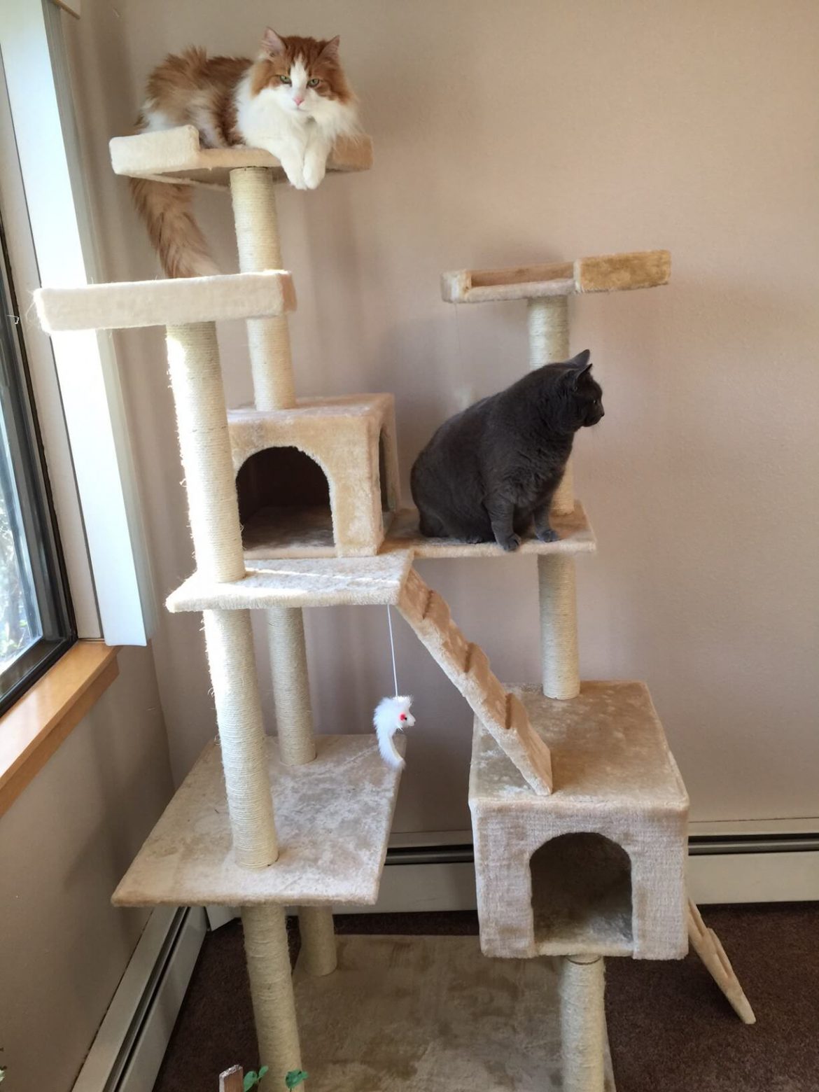 Cat Trees For Large Cats Thriving Cat